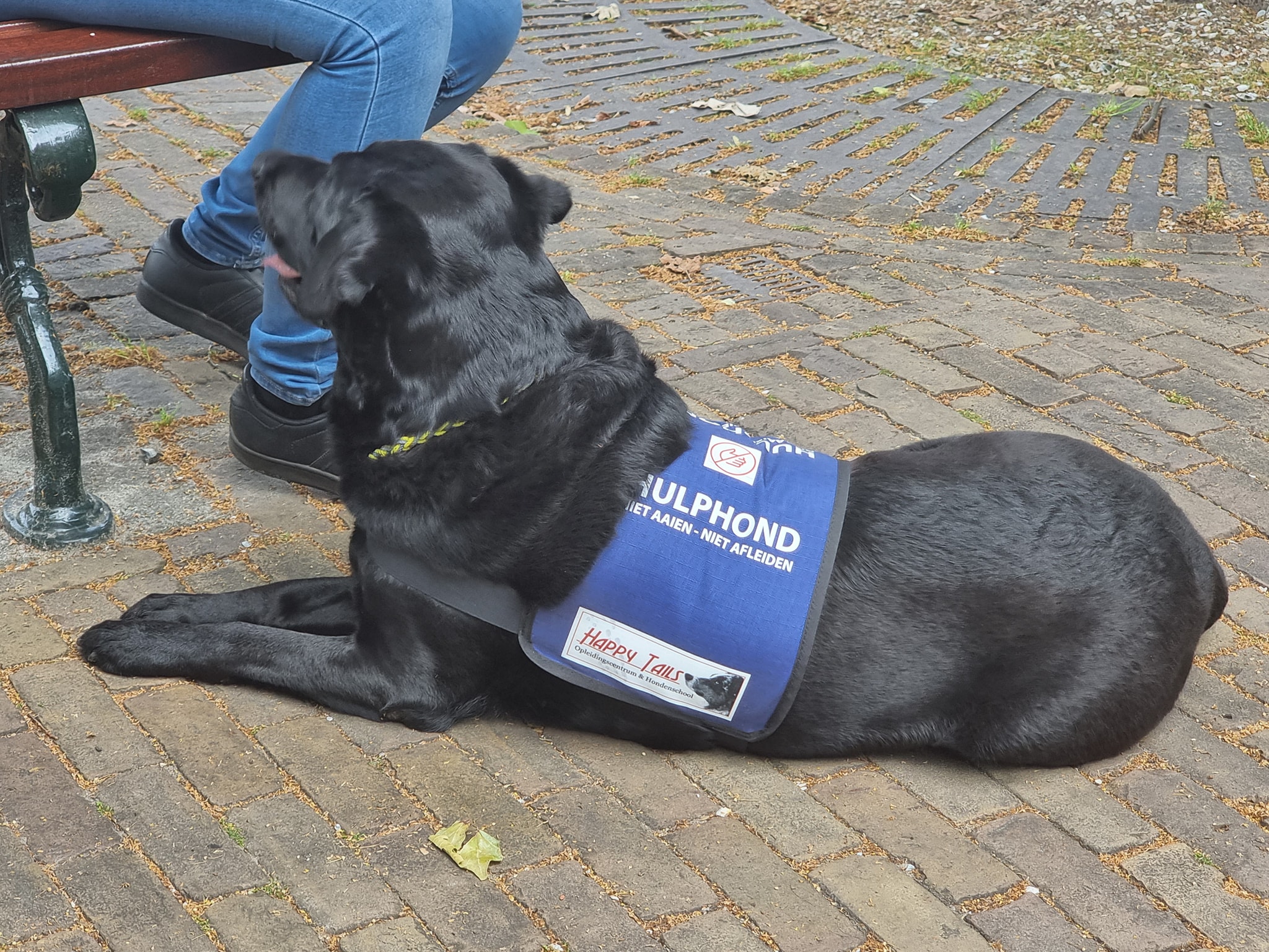 Hulphonden bij autisme. - www.tgoudenhertje.nl